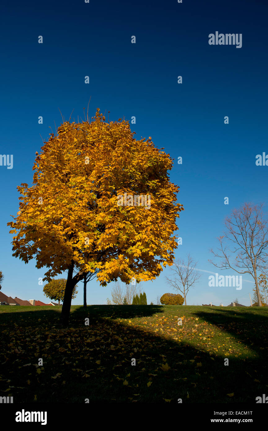 Yellow maple tree in the fall Stock Photo - Alamy