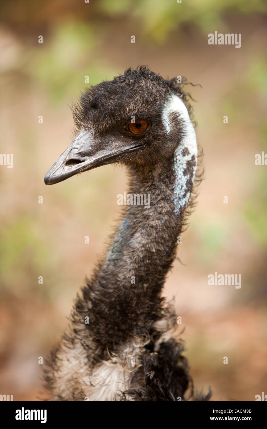 Flightless emu hi-res stock photography and images - Alamy