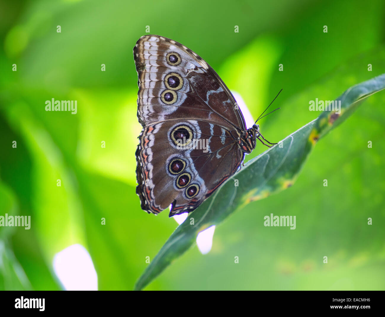Butterfly underside of wing pattern hi-res stock photography and images ...