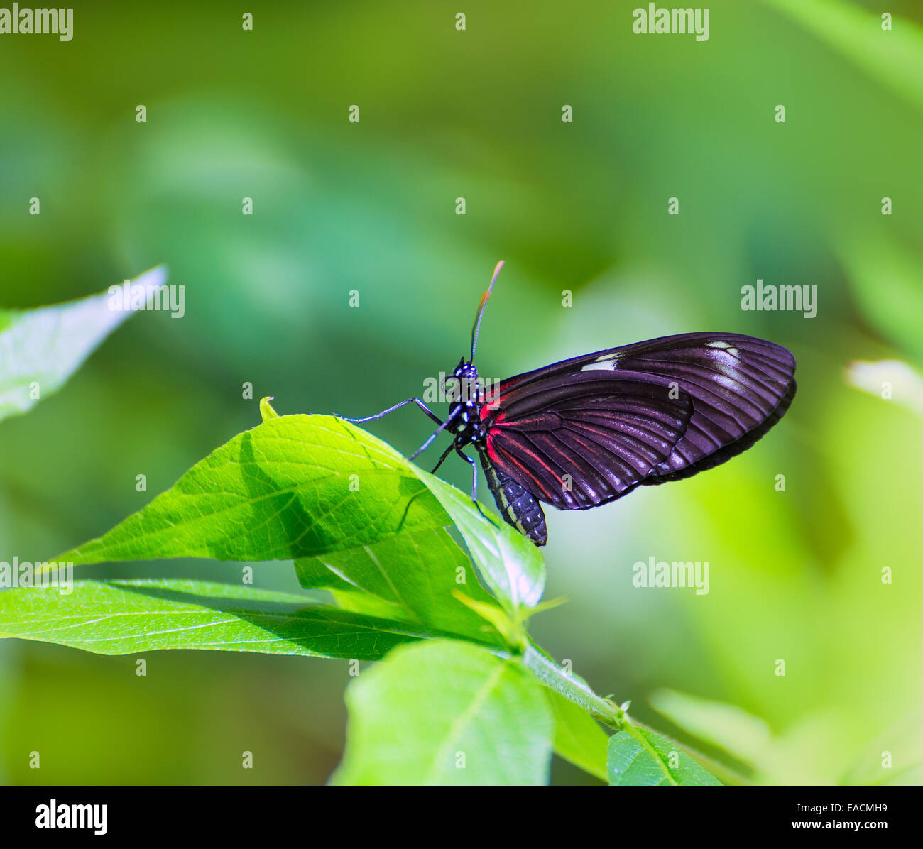 Red Postman butterfly Heliconius Erato Notabilis in green leaf outdoor ...