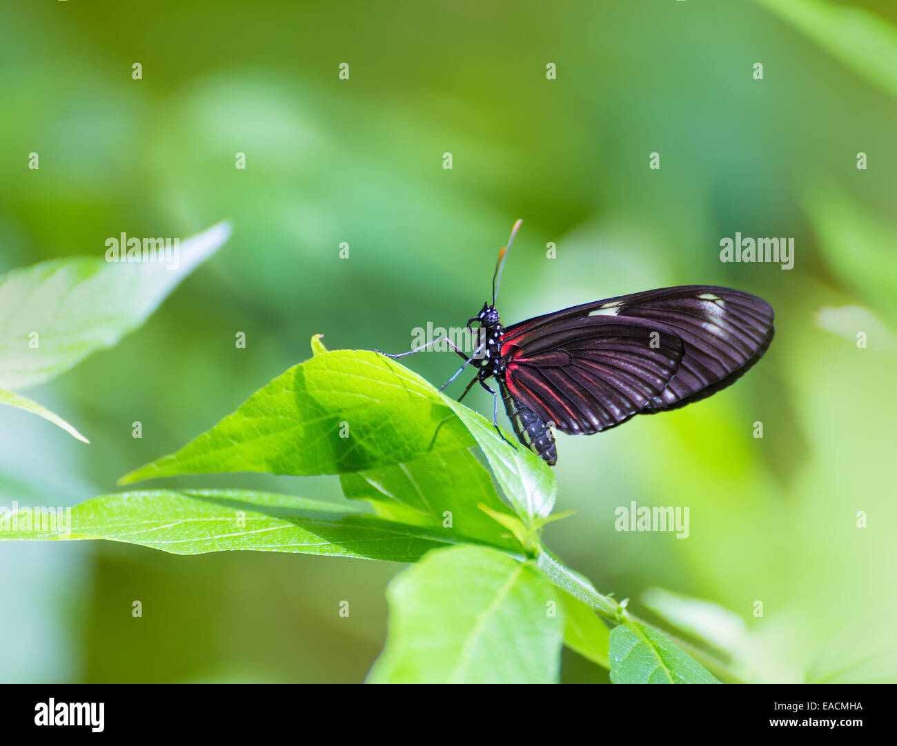 Red Postman butterfly Heliconius Erato Notabilis in green leaf outdoor ...