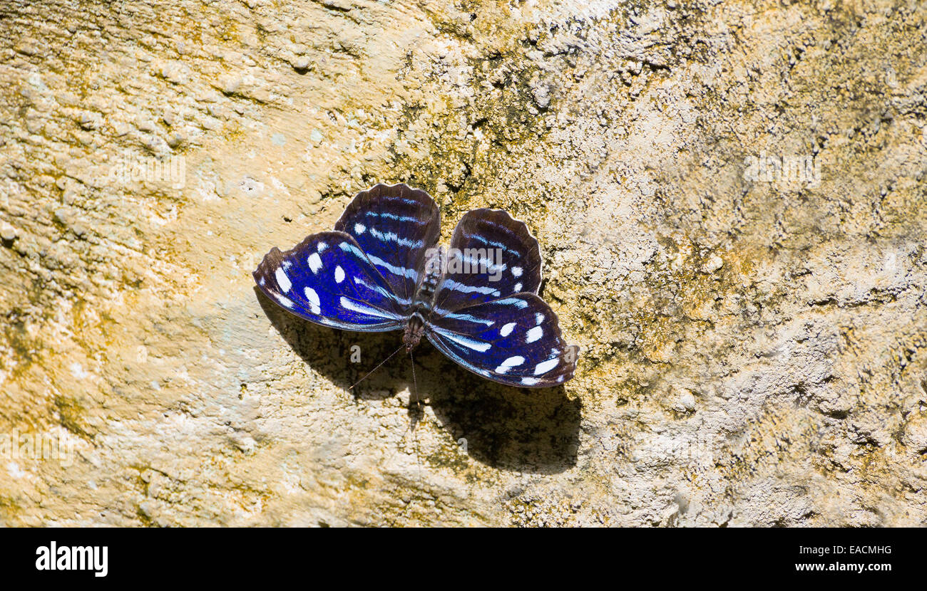 Tropical blue wave butterfly hi-res stock photography and images - Alamy
