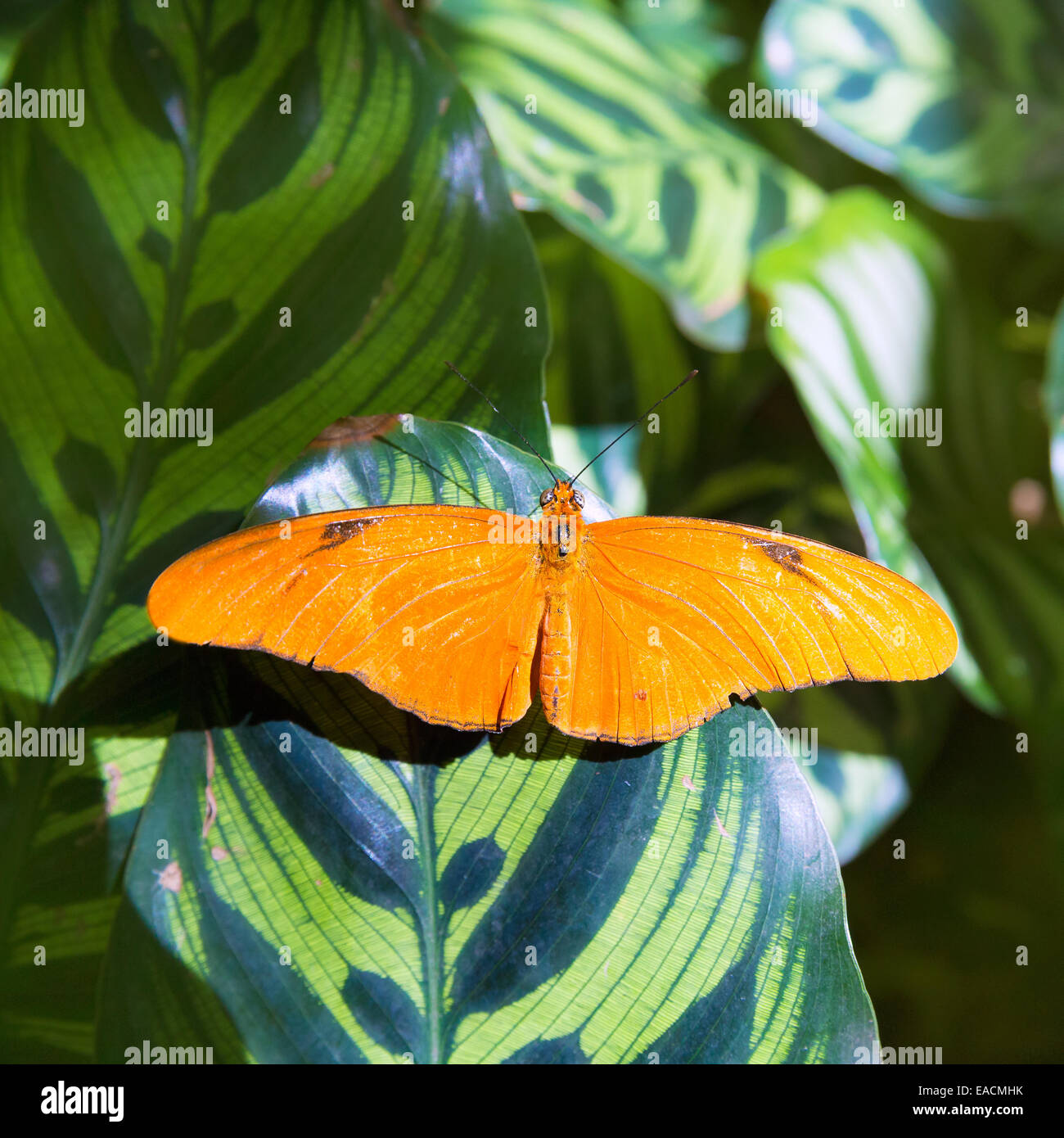 Julia longwing butterfly Dryas iulia in leaf at outdoor Stock Photo - Alamy