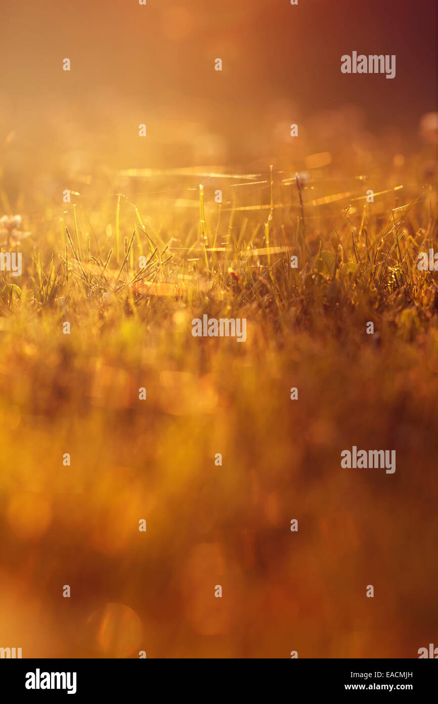 Back lit sunset hi-res stock photography and images - Alamy