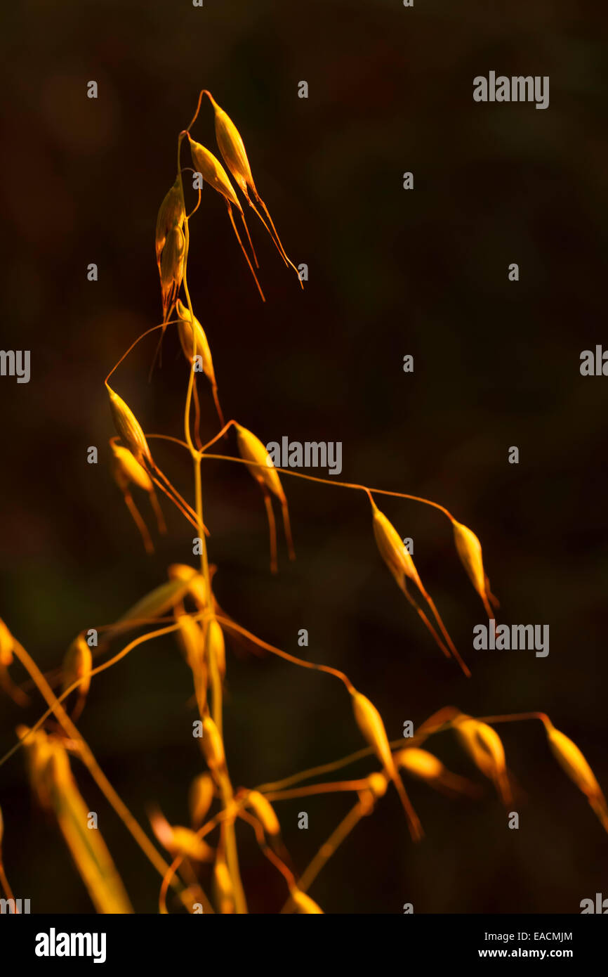 plant nature sunset Stock Photo - Alamy