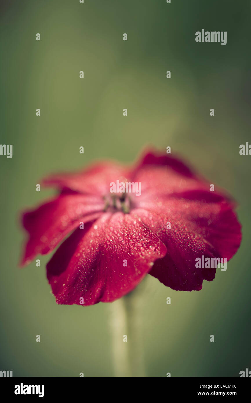 Rose Campion, Crown Pink, Mullein pink (Lychnis coronaria, Silene ...