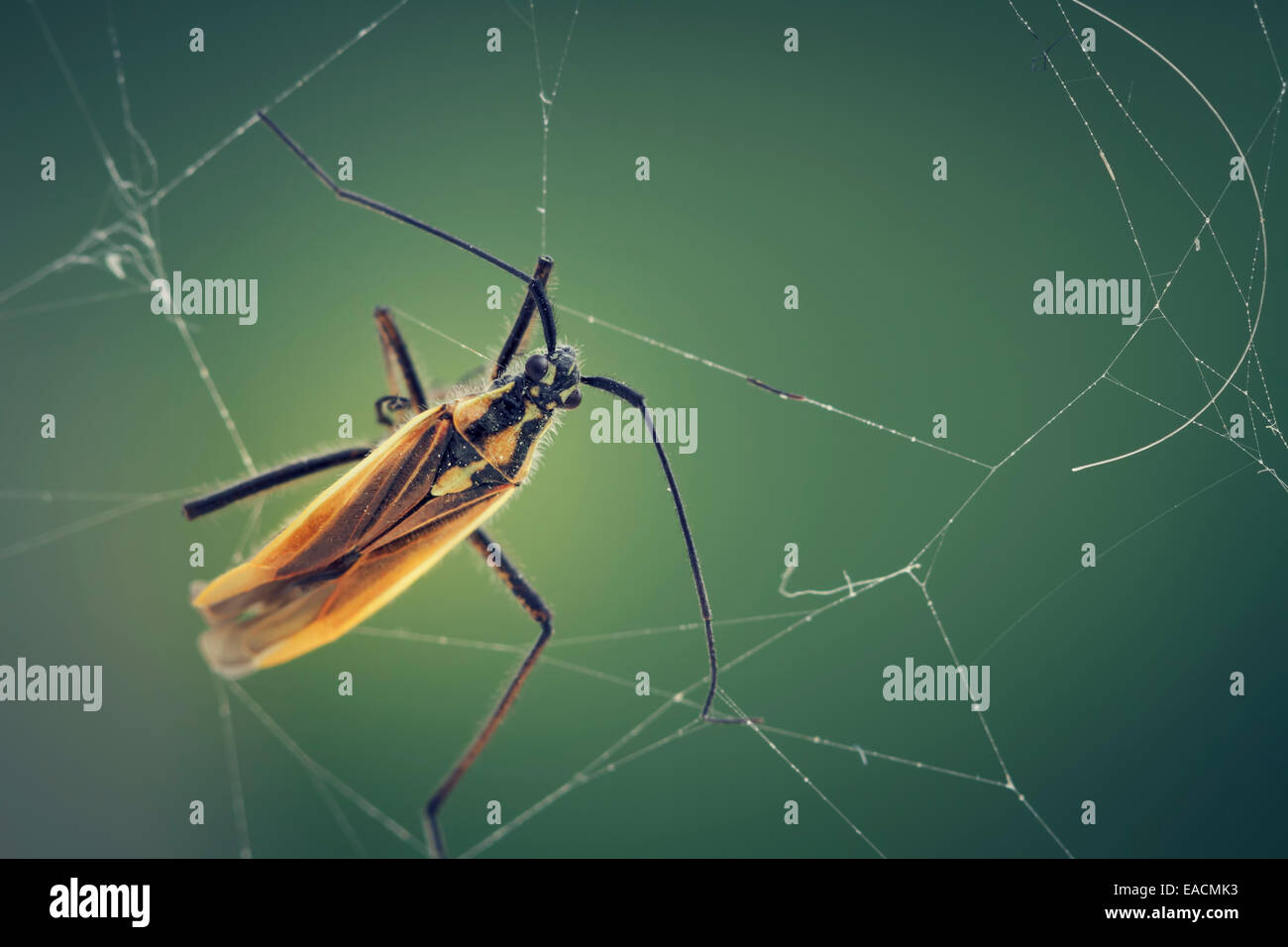 Beautiful Cobweb High Resolution Stock Photography and Images - Alamy