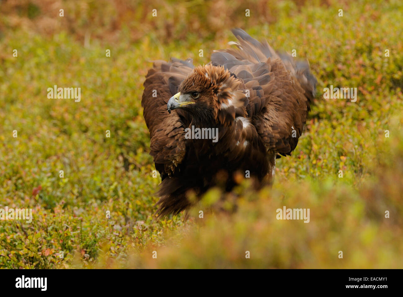 Golden eagle in middle autumn hi-res stock photography and images - Alamy