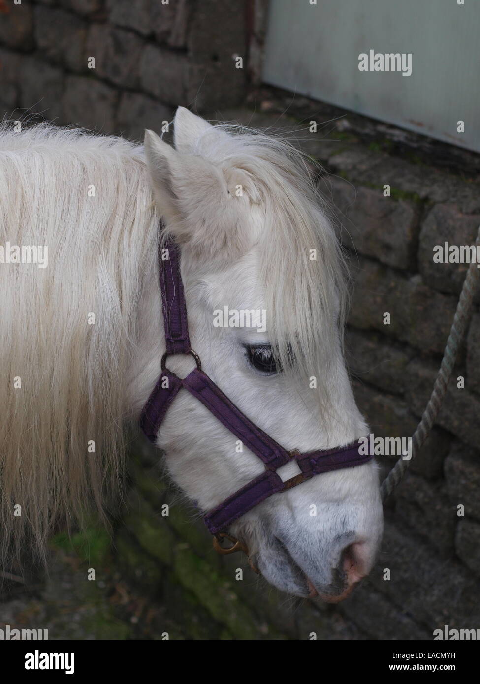Grey pony hi-res stock photography and images - Alamy