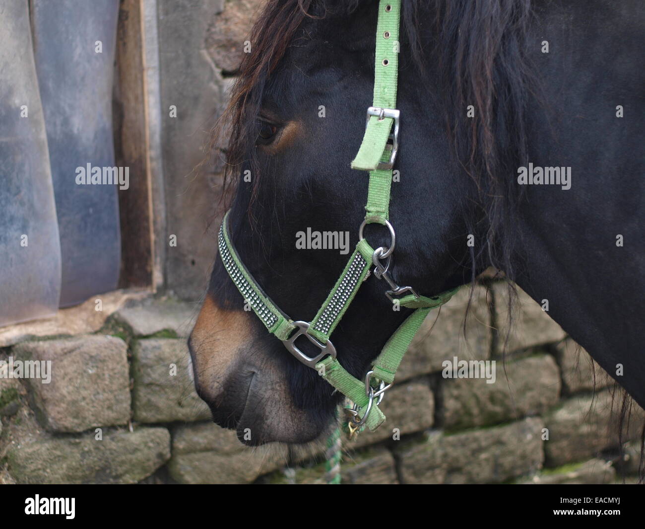 Horse tether hi-res stock photography and images - Alamy
