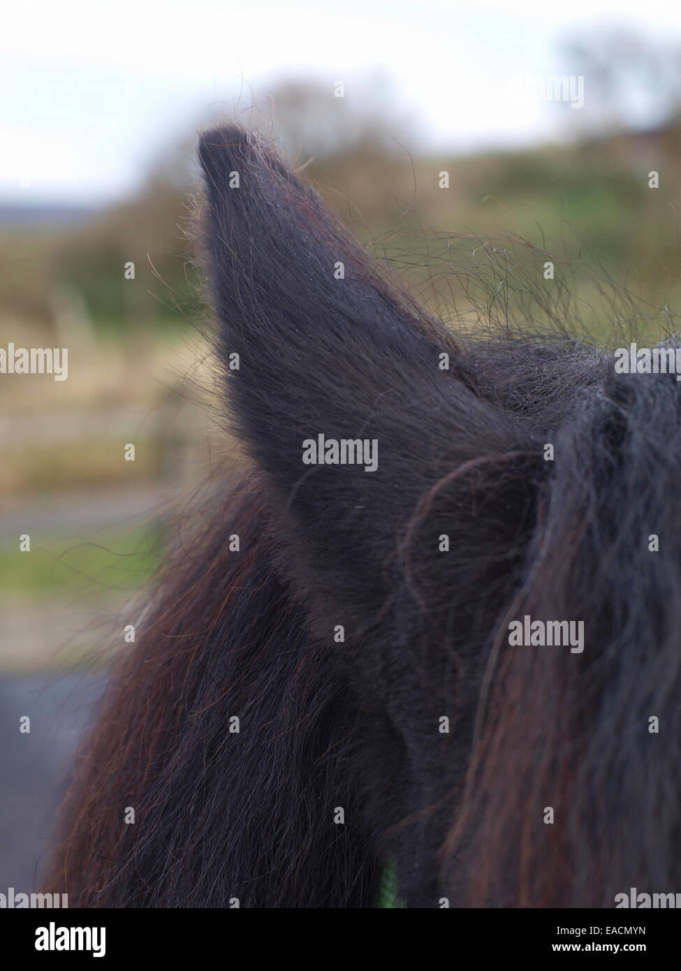 Closeup of the head of a Welsh Cob horse Stock Photo - Alamy