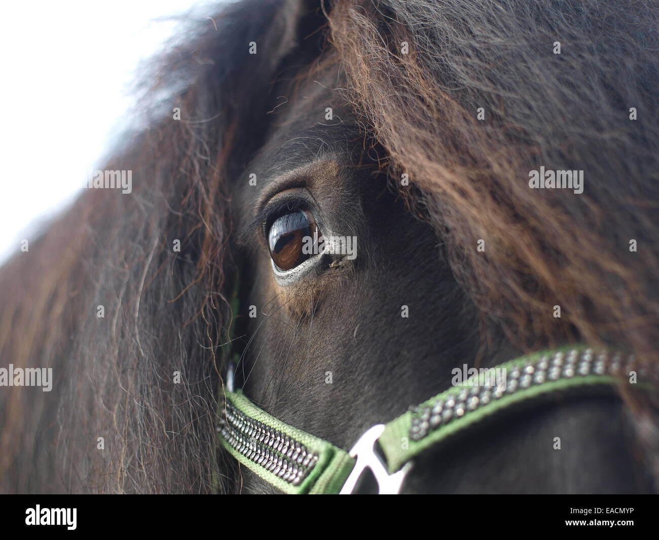 Welsh cob hi-res stock photography and images - Alamy