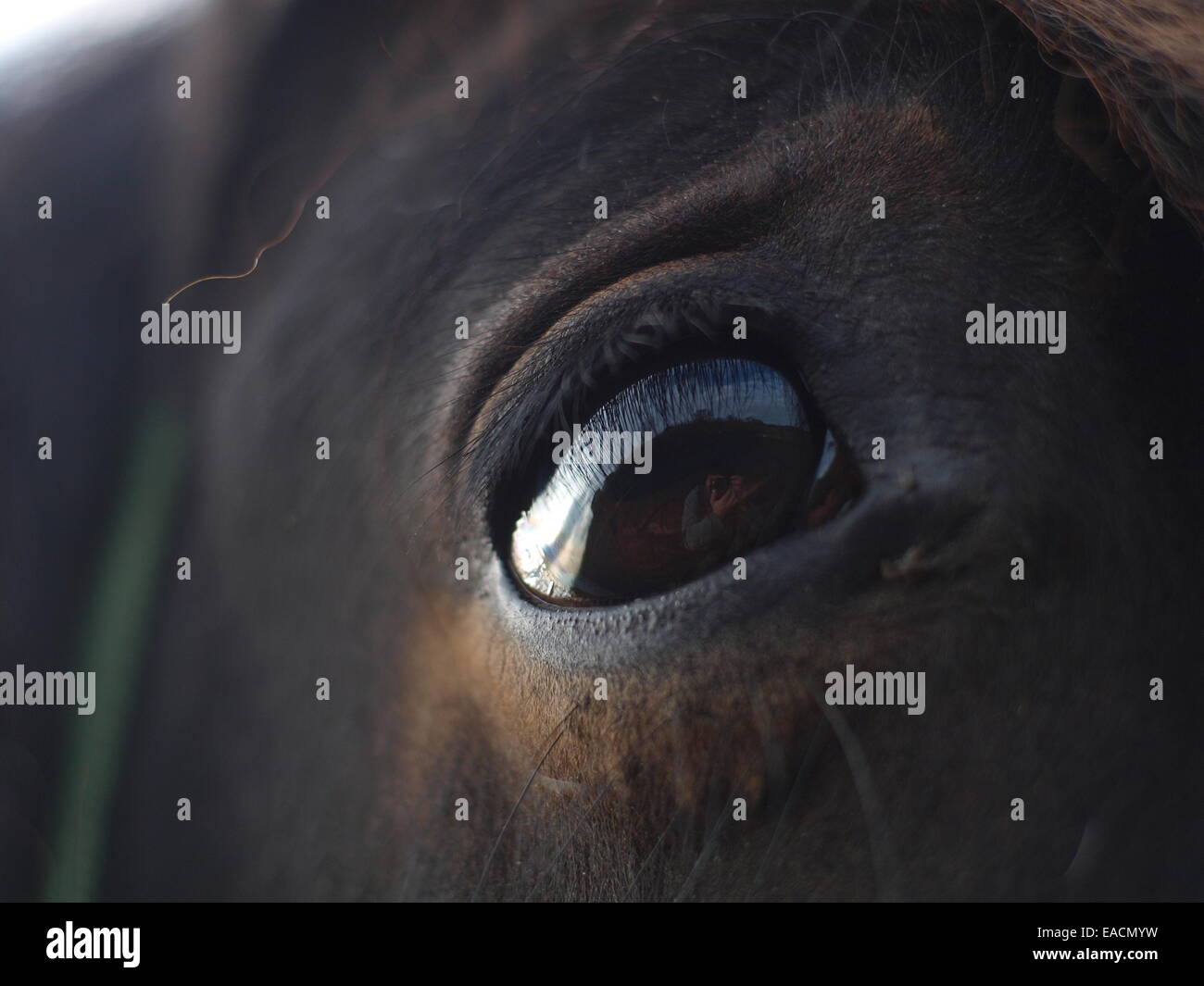 Closeup of the eye of a Welsh Cob horse Stock Photo - Alamy