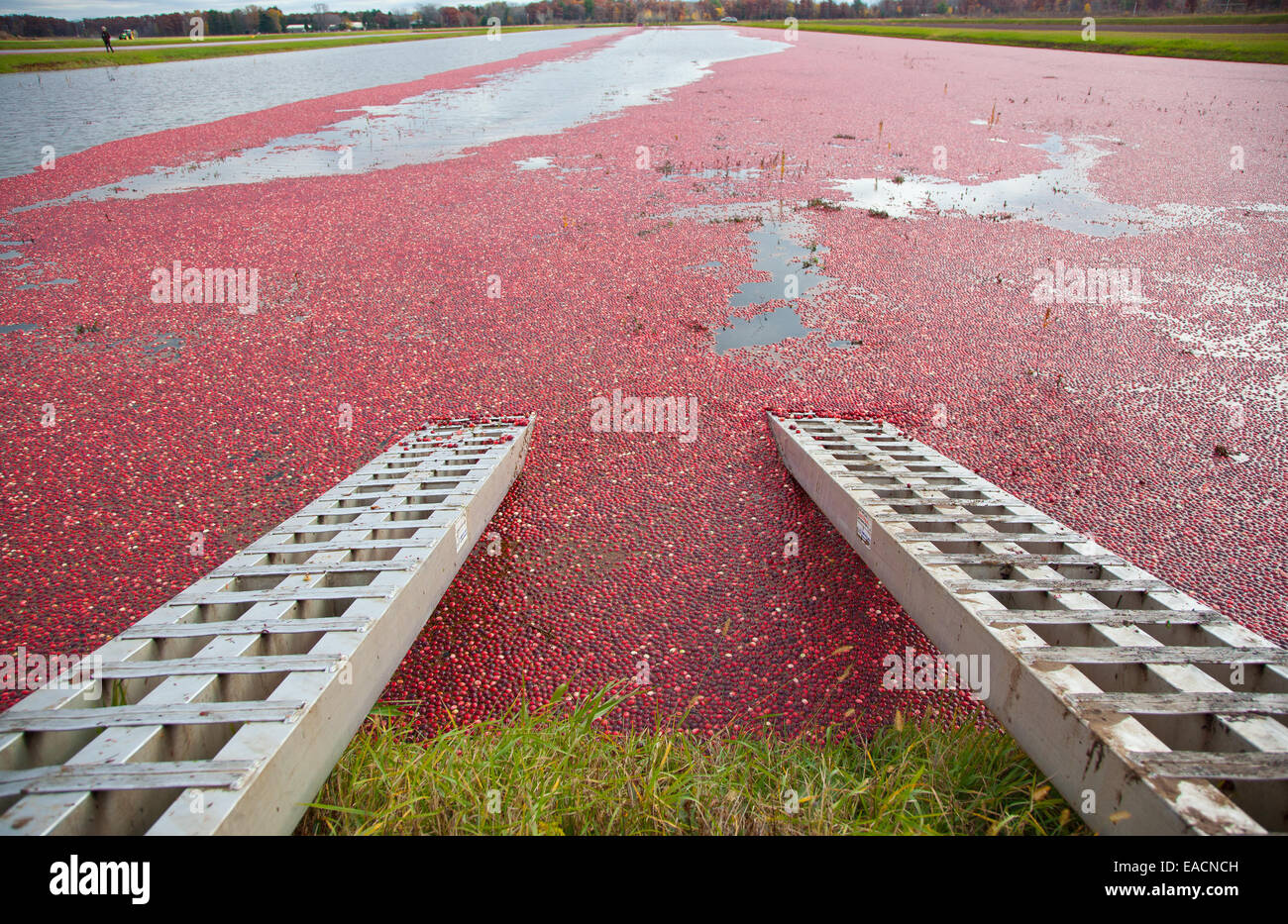 Metal ramps for the farm tractor to enter the cranberry field for ...