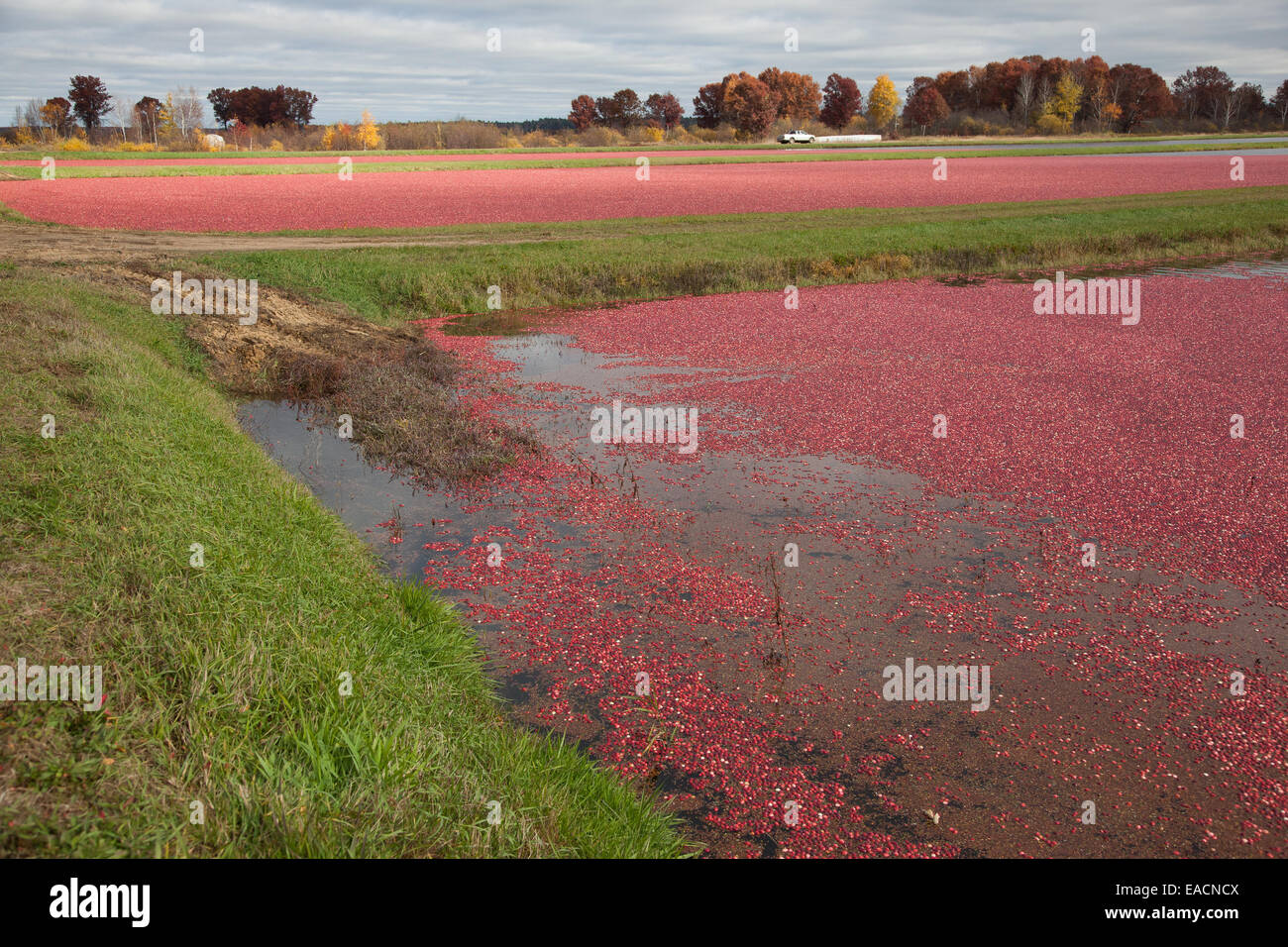 Flooded cranberry marsh Stock Photo - Alamy