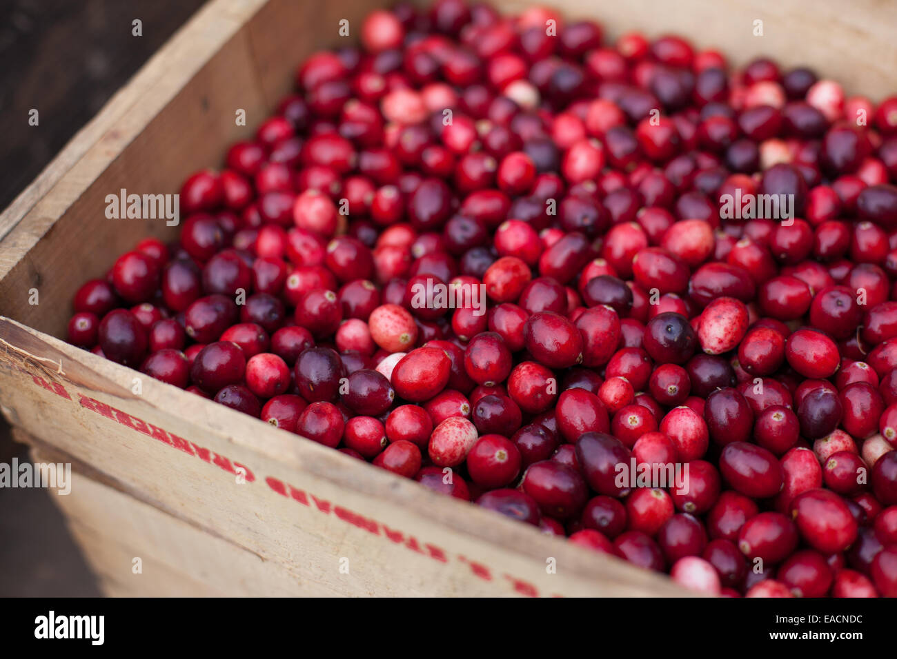 Cranberries hi-res stock photography and images - Alamy