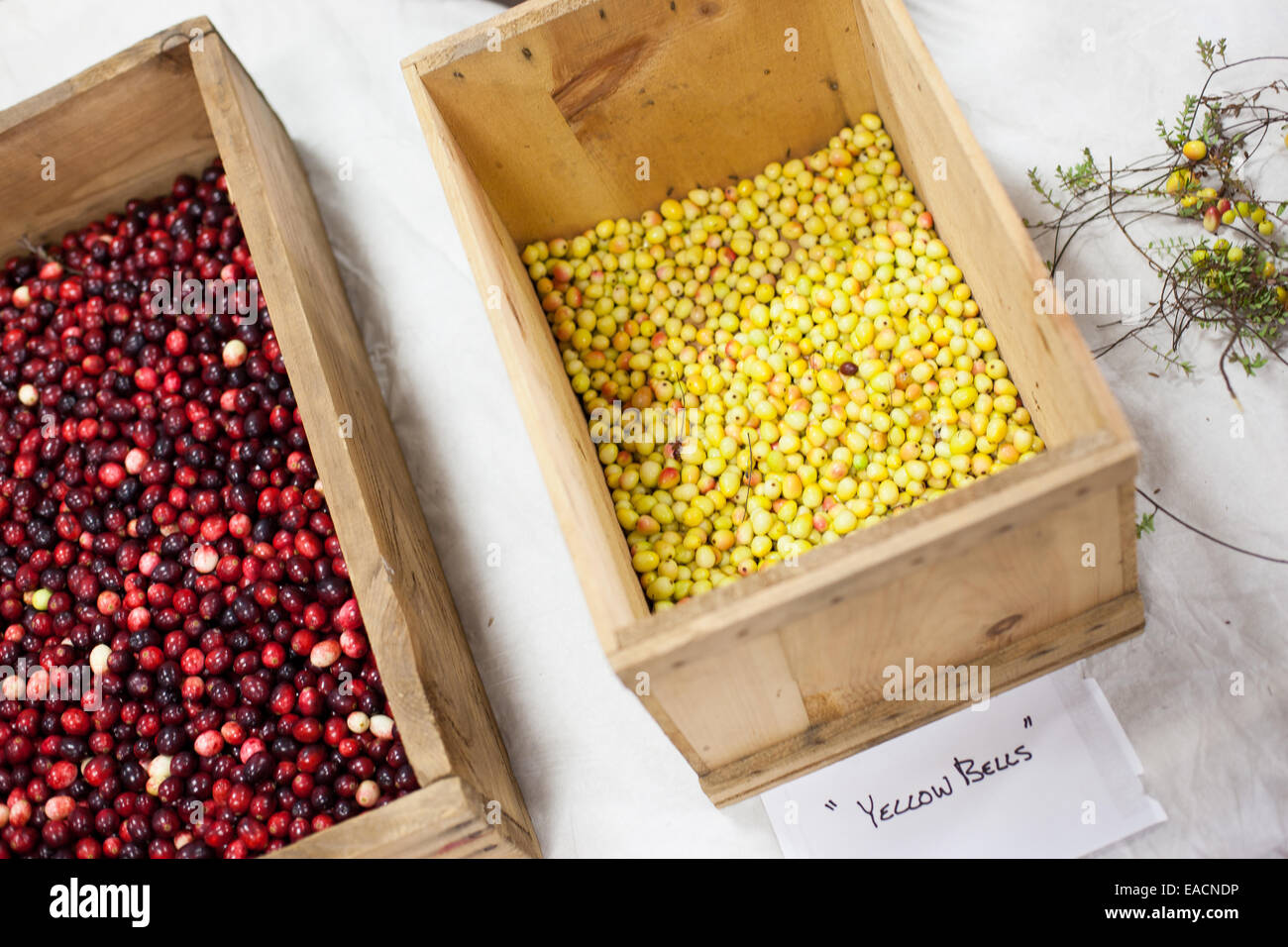 Wooden bins of cranberry varietals Stock Photo - Alamy
