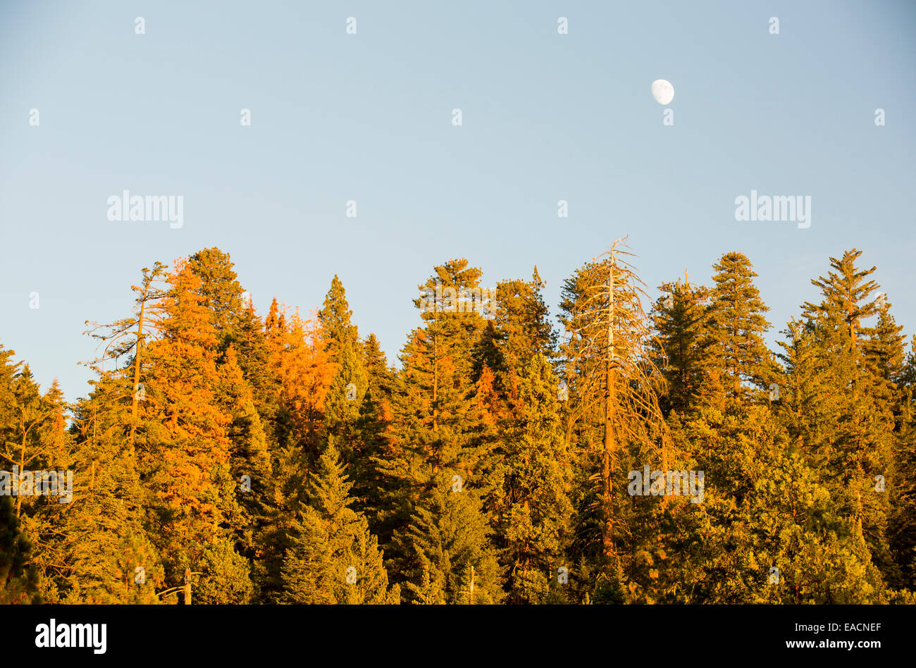 Moon pine tree forest sky hi-res stock photography and images - Alamy