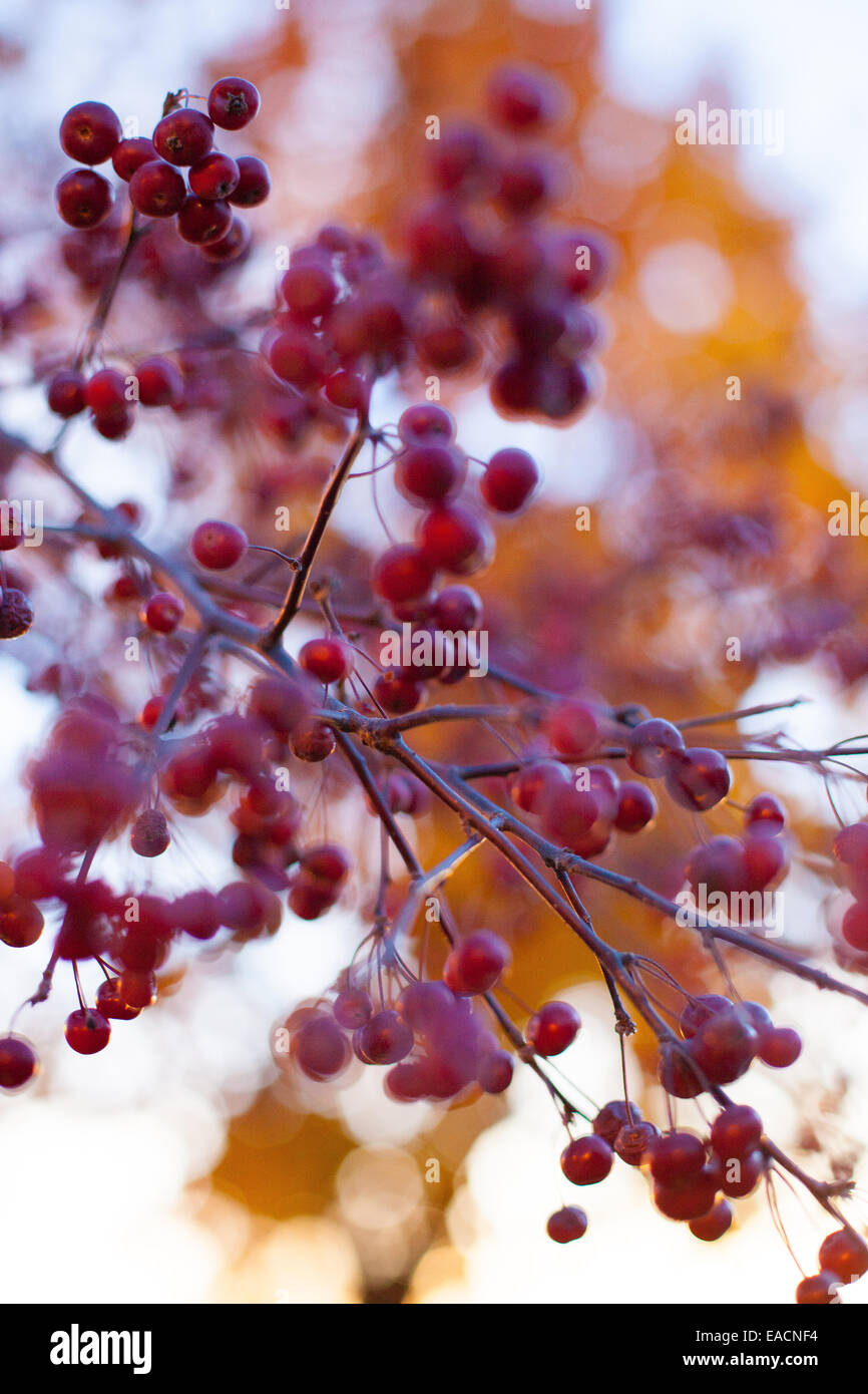Fall tree branch Stock Photo - Alamy