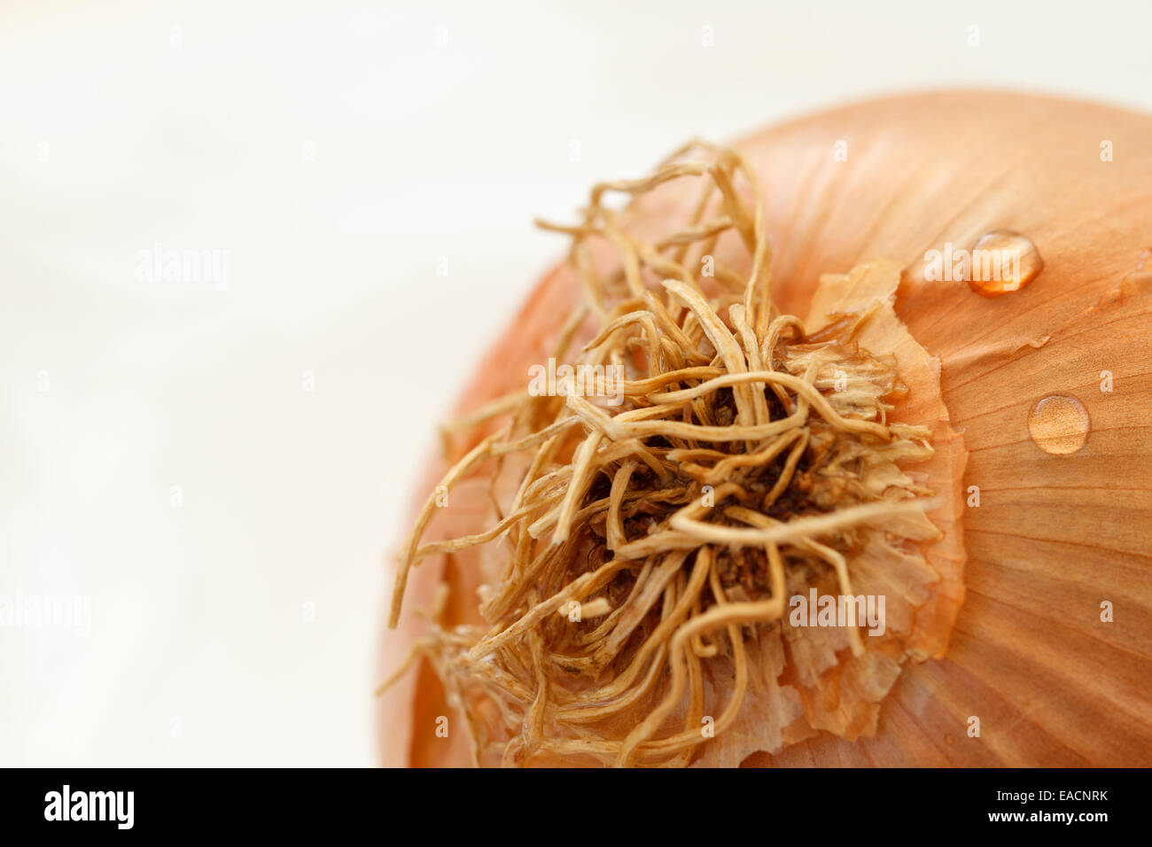 Onion, close up Stock Photo - Alamy