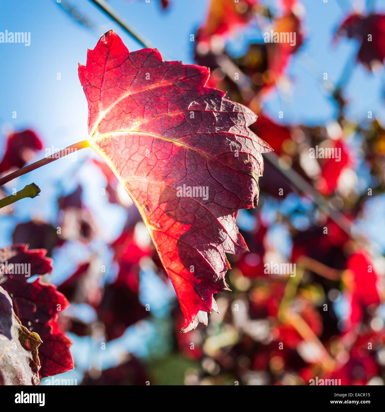 vine plants with colored leaves of the autumn Stock Photo - Alamy