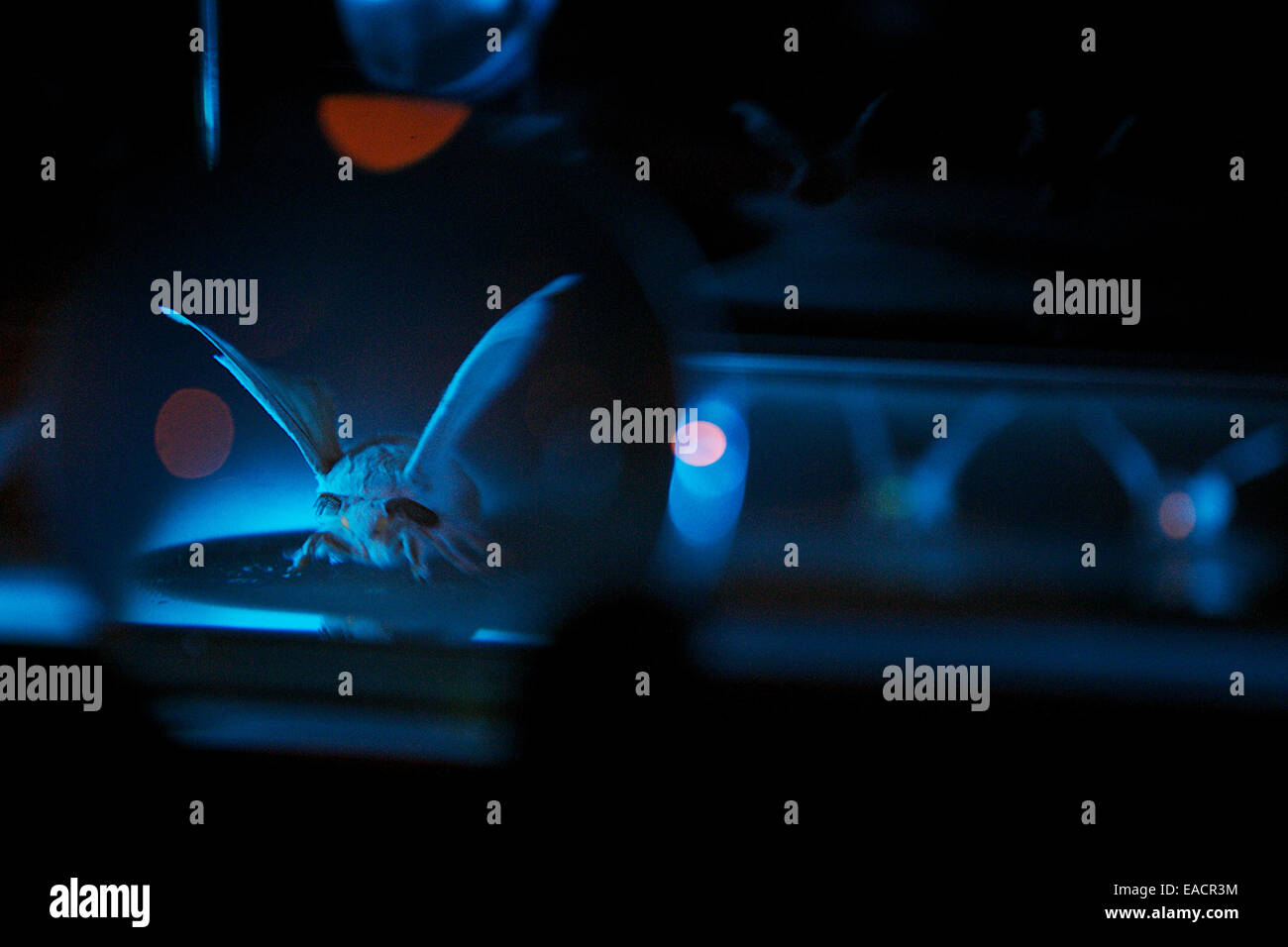 A silkworm is exhibited at the "Hikari The Wonder of Light" exhibition on November 11, 2014, in ...