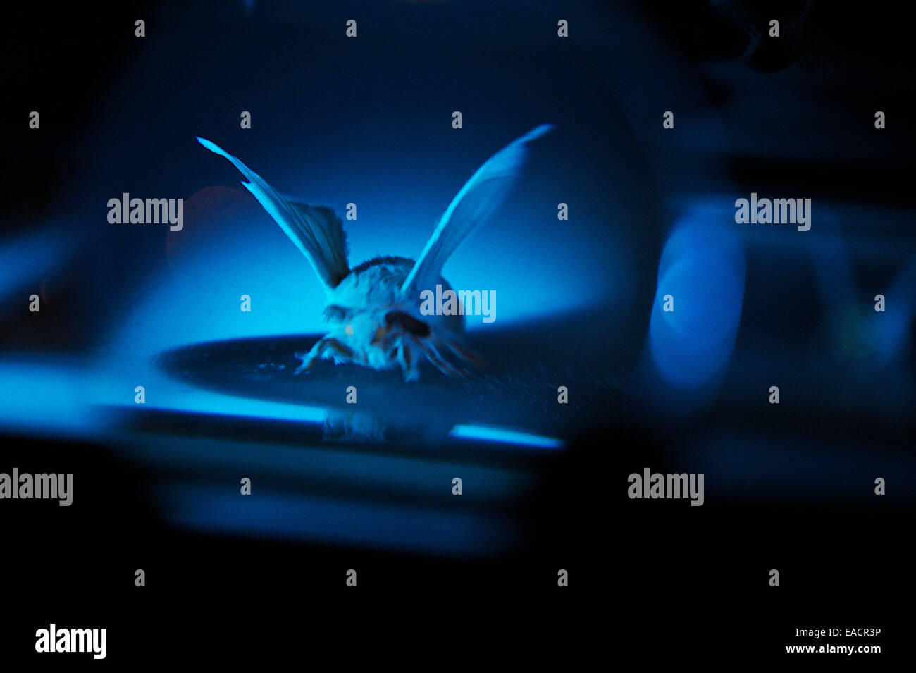 A silkworm is exhibited at the "Hikari The Wonder of Light" exhibition on November 11, 2014, in ...