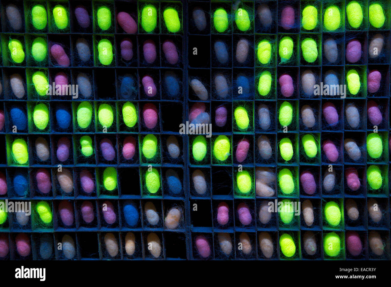 Rolls of silk displays a fluorescent colors at the "Hikari The Wonder ...