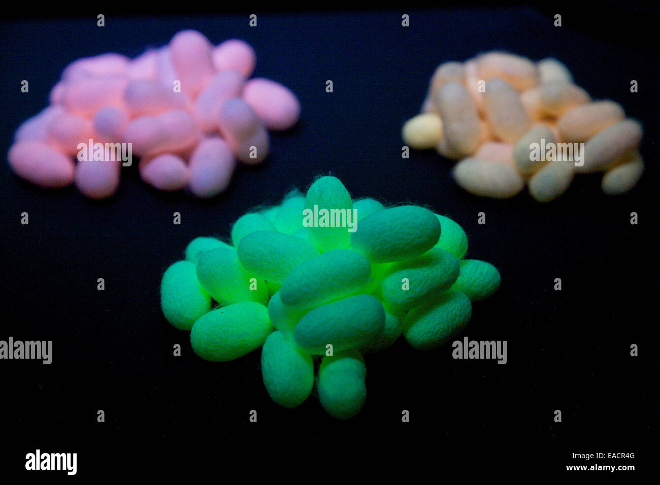 Rolls of silk displaying fluorescent colors at the "Hikari The Wonder ...