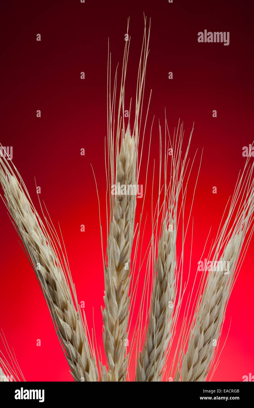 Wheat still life hi-res stock photography and images - Alamy