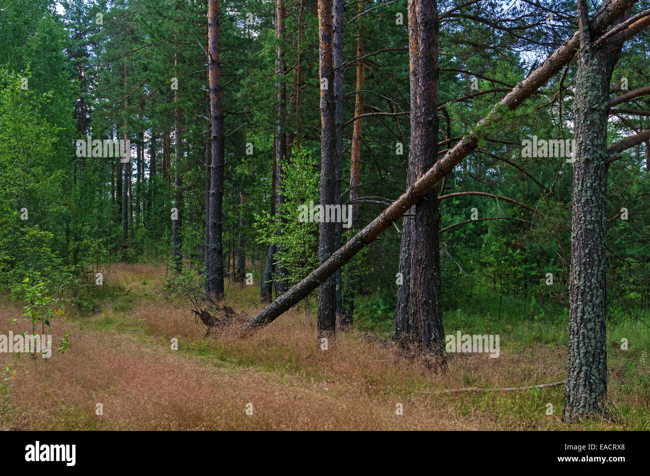 Broken tree in pine forest Stock Photo - Alamy