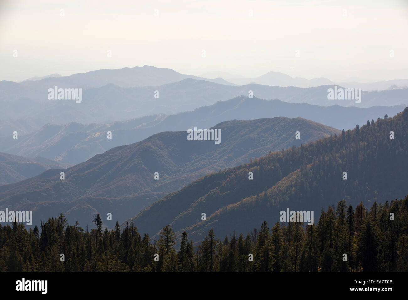 Central california forest hi-res stock photography and images - Alamy