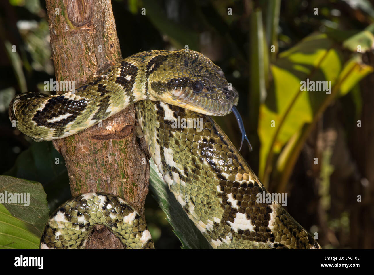 Madagascar tree boa (Sanzinia madagascariensis), Madagascar Stock Photo ...