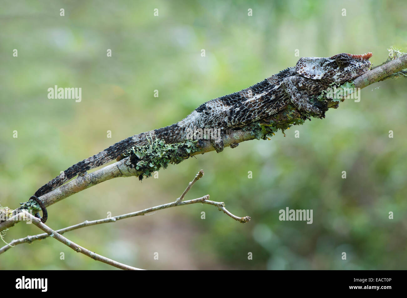 Elephant-eared Chameleon or Short-horned Chameleon (Calumma brevicornis ...