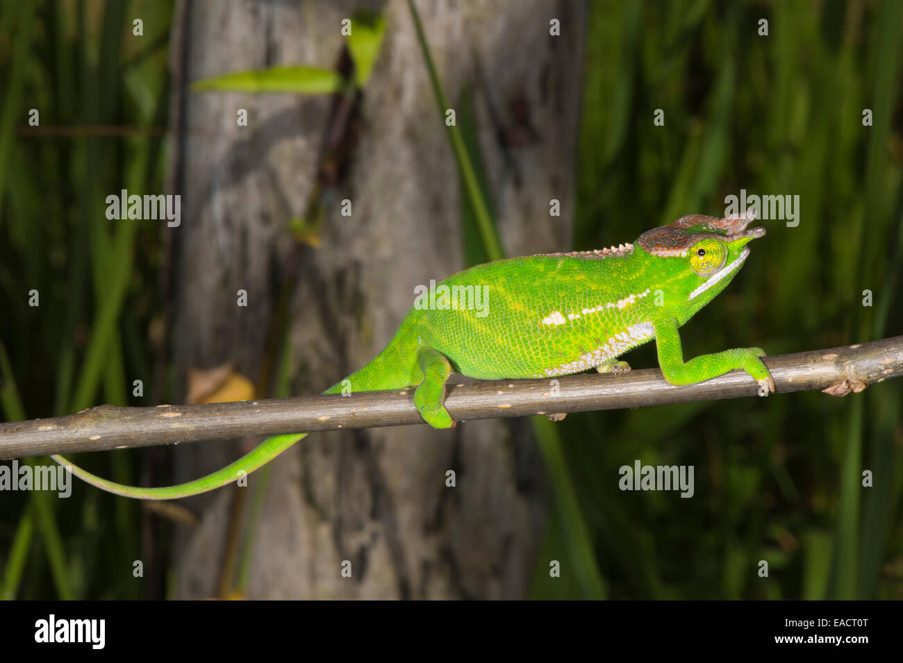 Canopy animals hi-res stock photography and images - Alamy