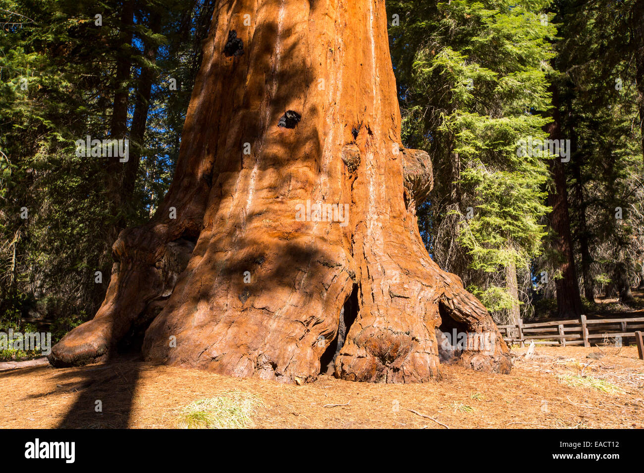 Giant Redwood, or Sequoia, Sequoiadendron giganteum, in Sequoia ...