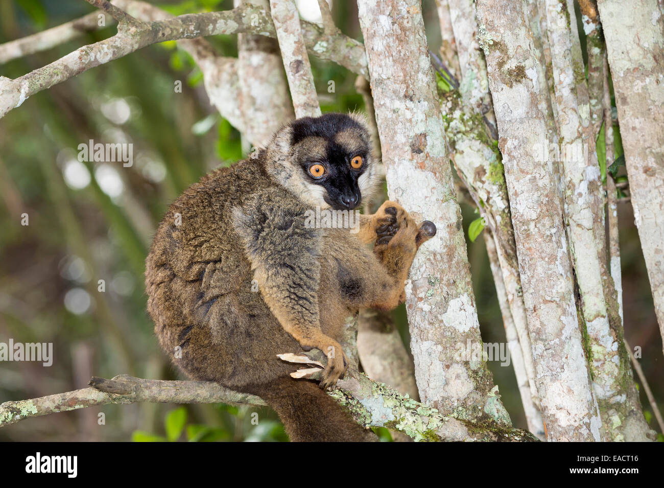 Red-fronted Brown Lemur (Eulemur rufus), Andasibe-Mantadia National ...