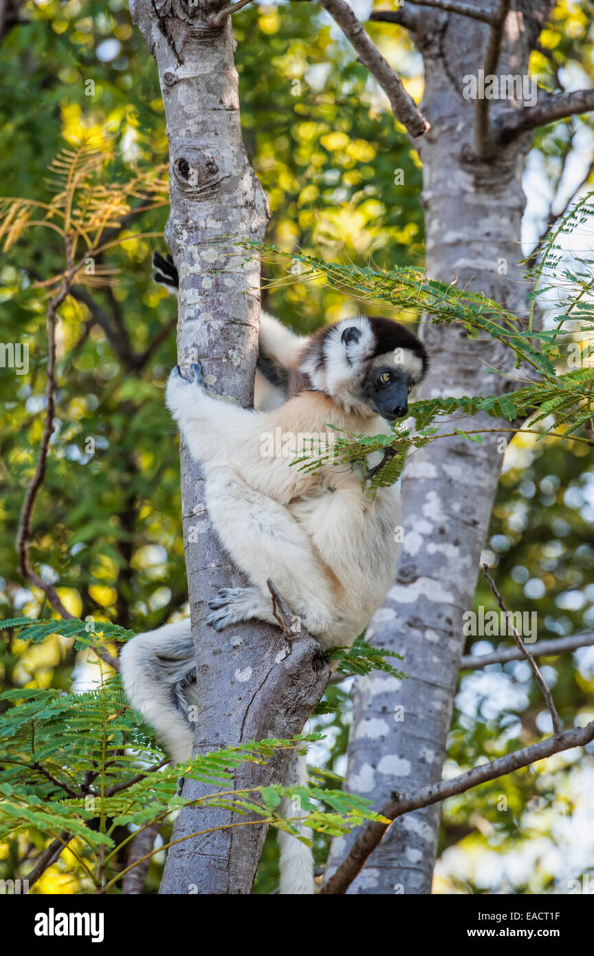 Verreaux's Sifaka (Propithecus verreauxi) in a tree, Berenty nature ...