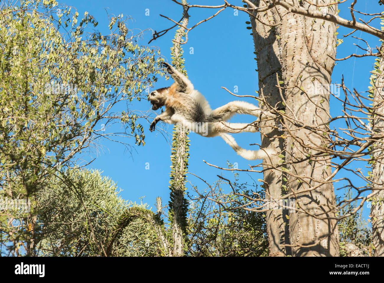 Leaping lemurs hi-res stock photography and images - Alamy