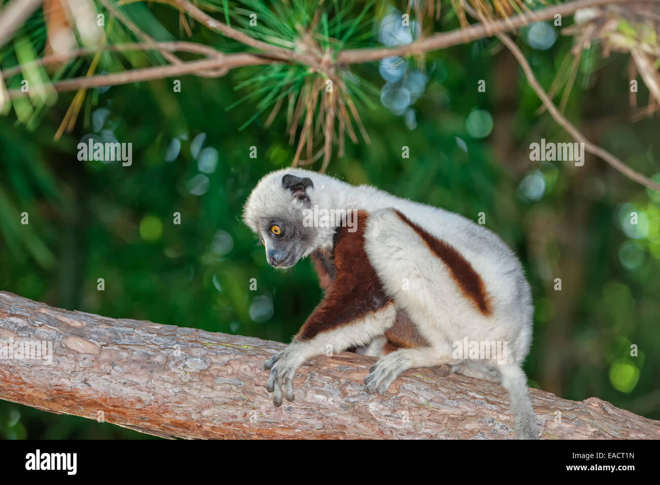 Coquerel's Sifaka (Propithecus coquereli), Madagascar Stock Photo - Alamy