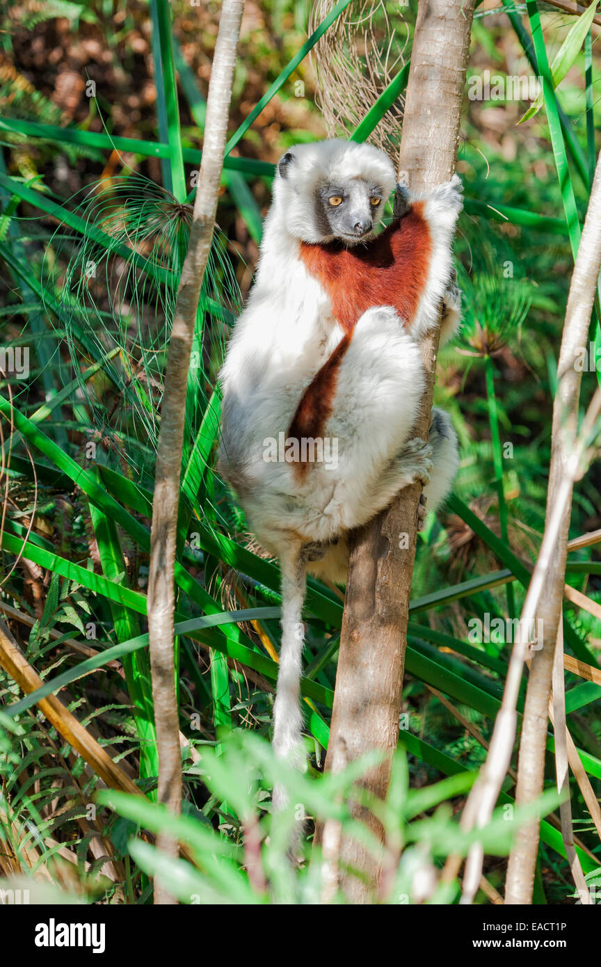 Coquerel's Sifaka (Propithecus coquereli), Madagascar Stock Photo - Alamy