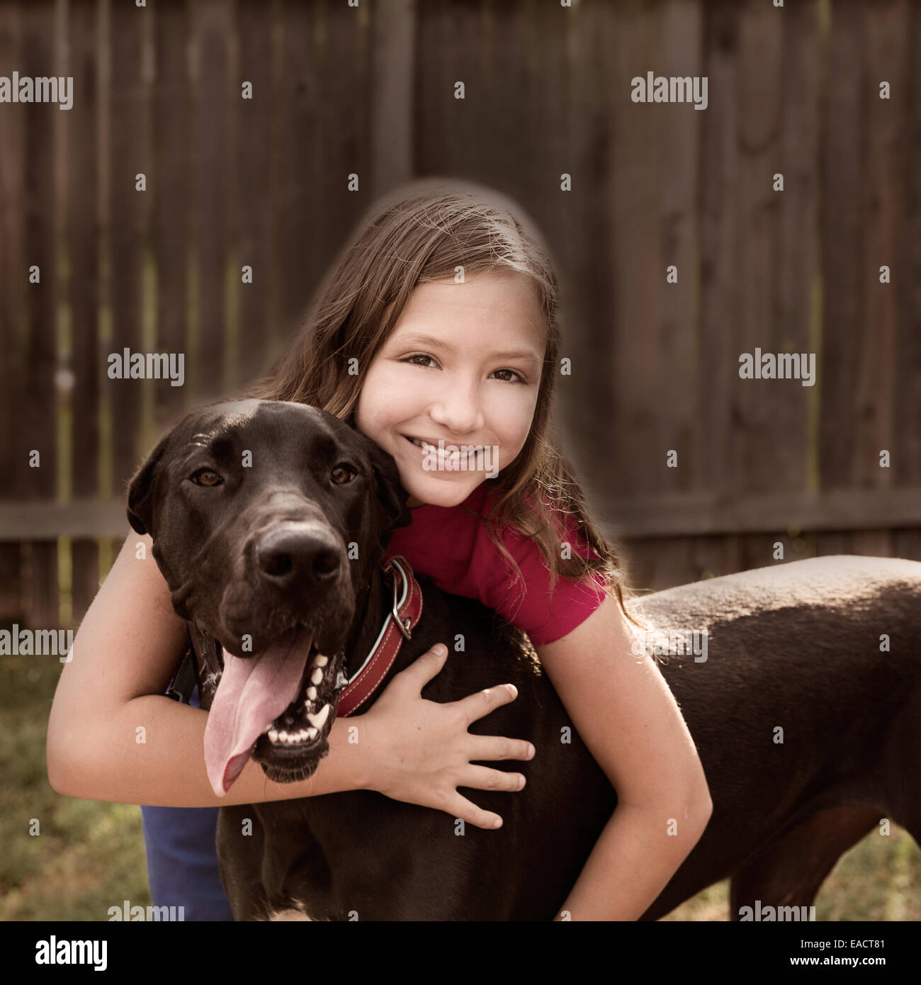 great dane and kid girl hug playing together at backyard outdoor Stock ...