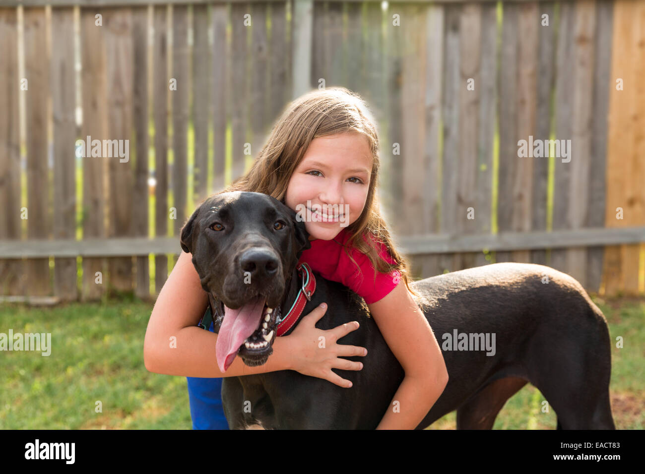 great dane and kid girl hug playing together at backyard outdoor Stock ...