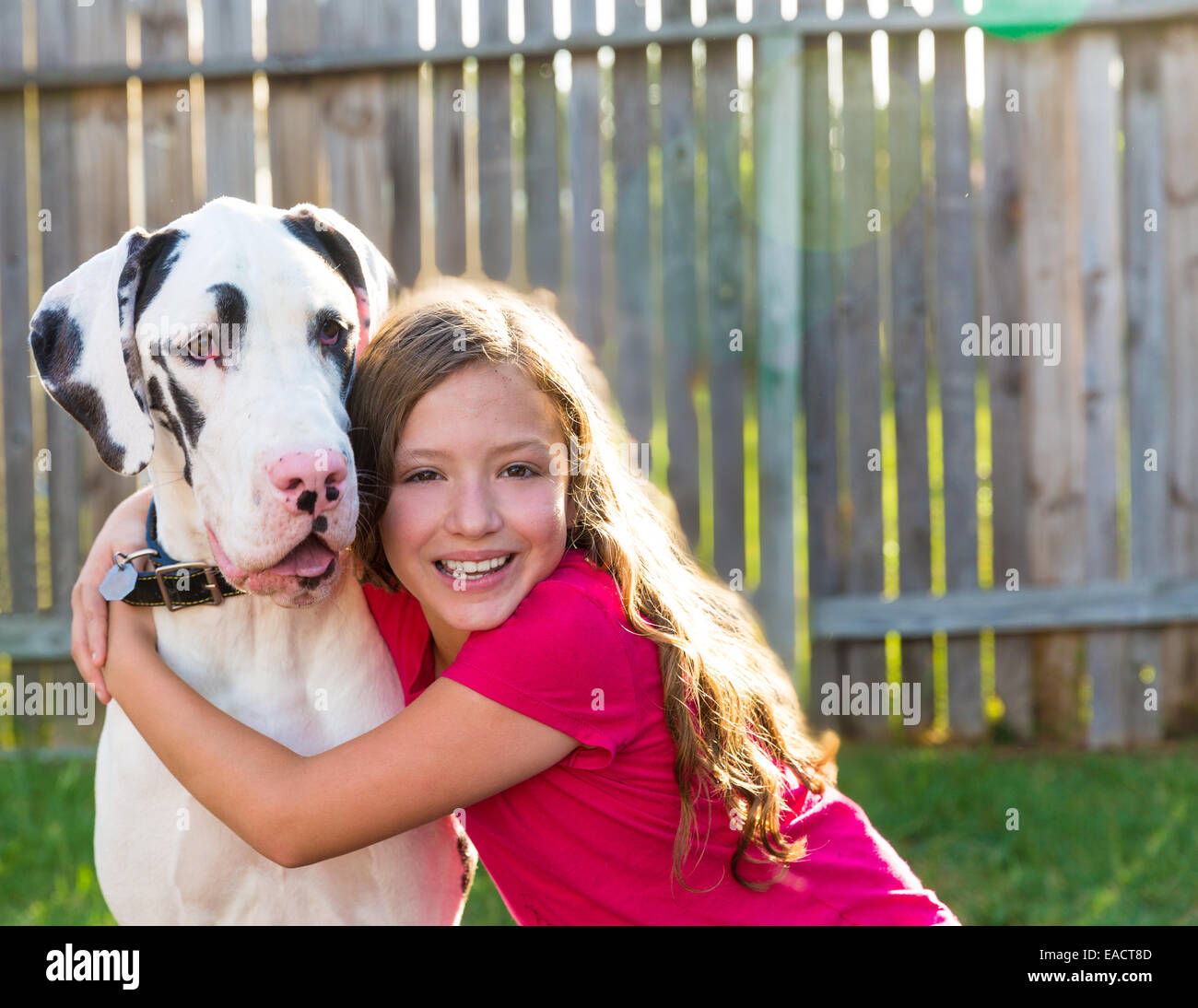 great dane and kid girl hug playing together at backyard outdoor Stock ...