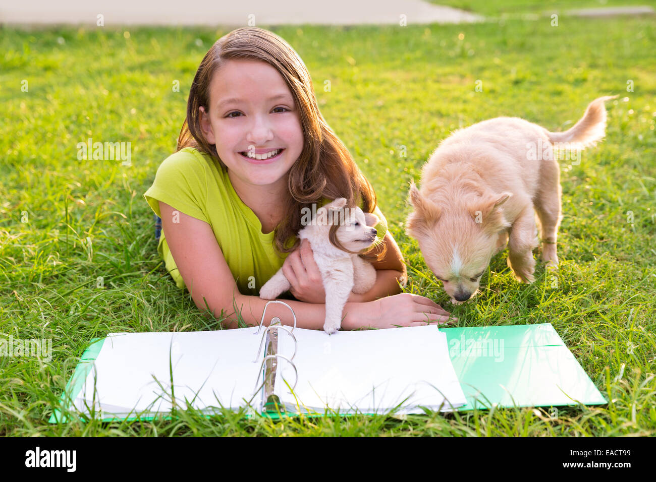 kid girl and puppy dog doing homework with chiuahua pets lying in ...