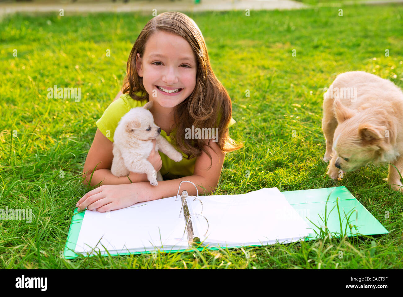 kid girl and puppy dog doing homework with chiuahua pets lying in ...
