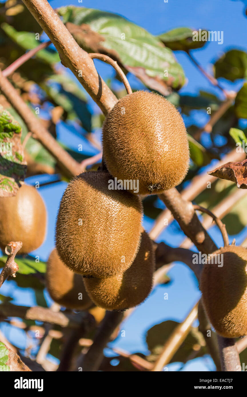 First fruits hi-res stock photography and images - Alamy