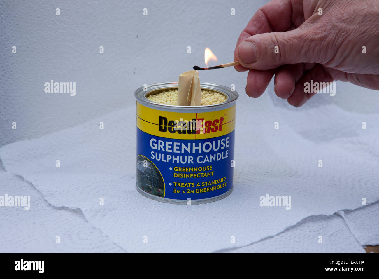 Insect cleaning High Resolution Stock Photography and Images - Alamy