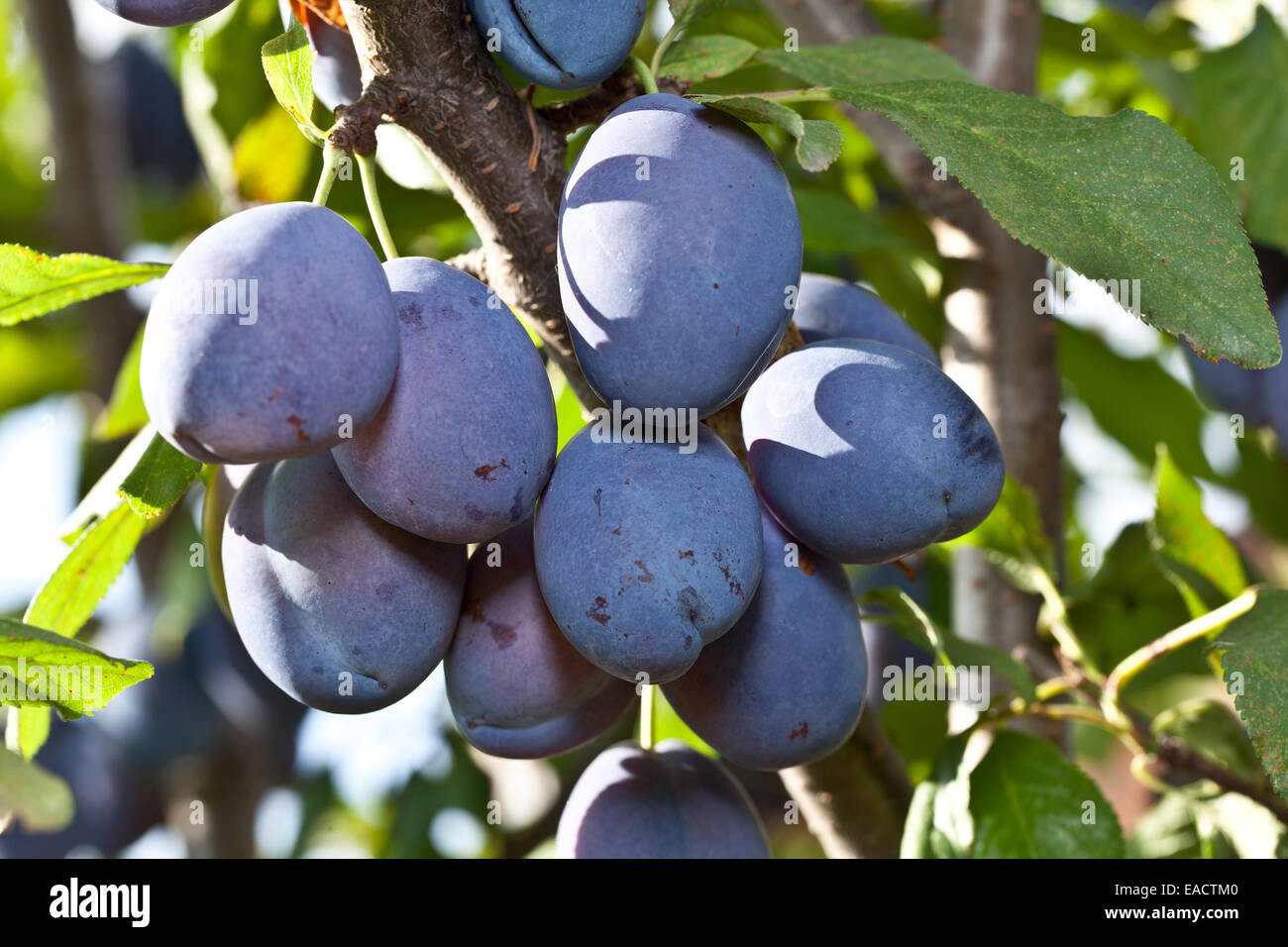 Plum tree fruit hi-res stock photography and images - Alamy
