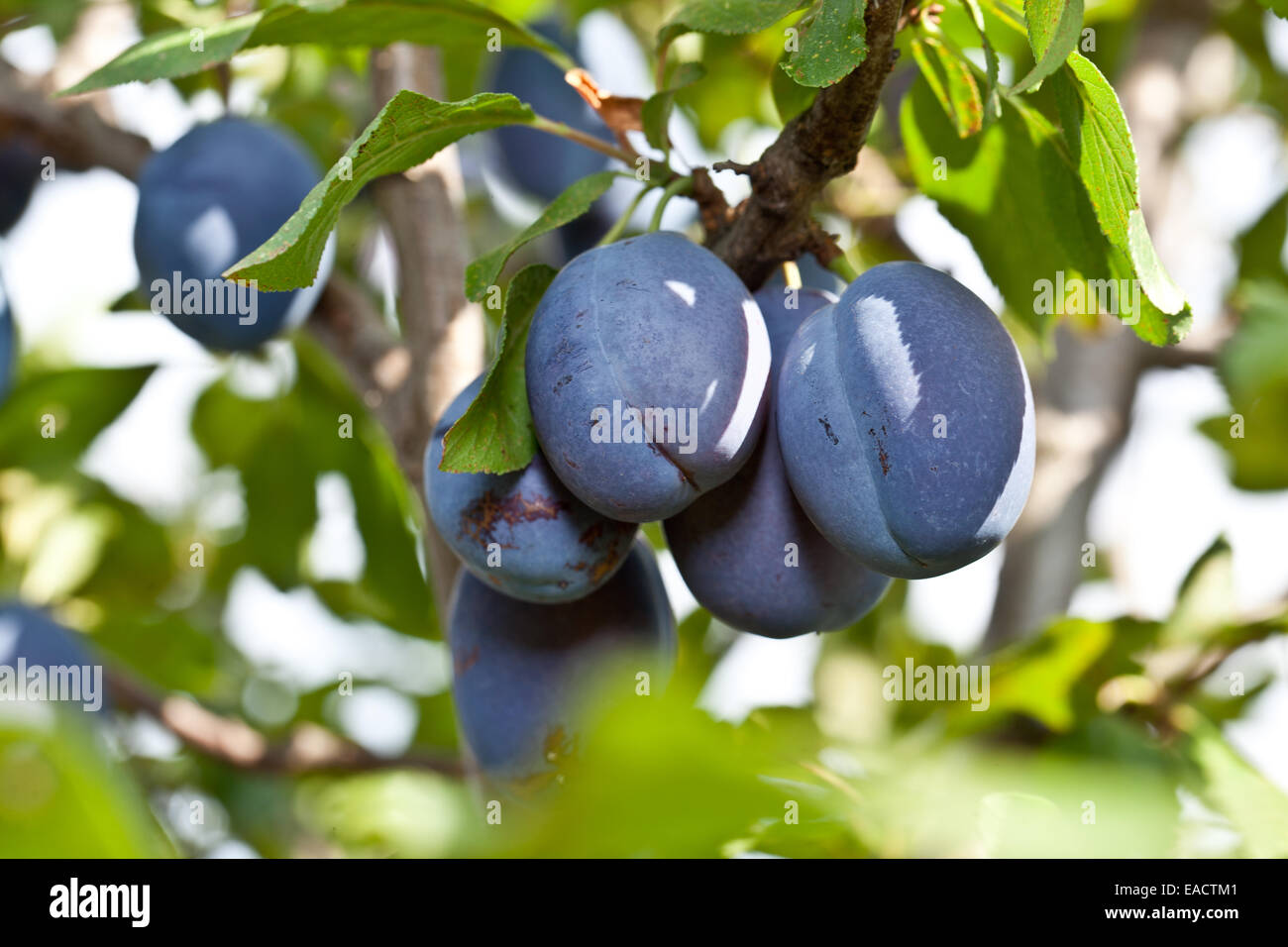 Plums on the tree in the garden. Fruit background Stock Photo - Alamy